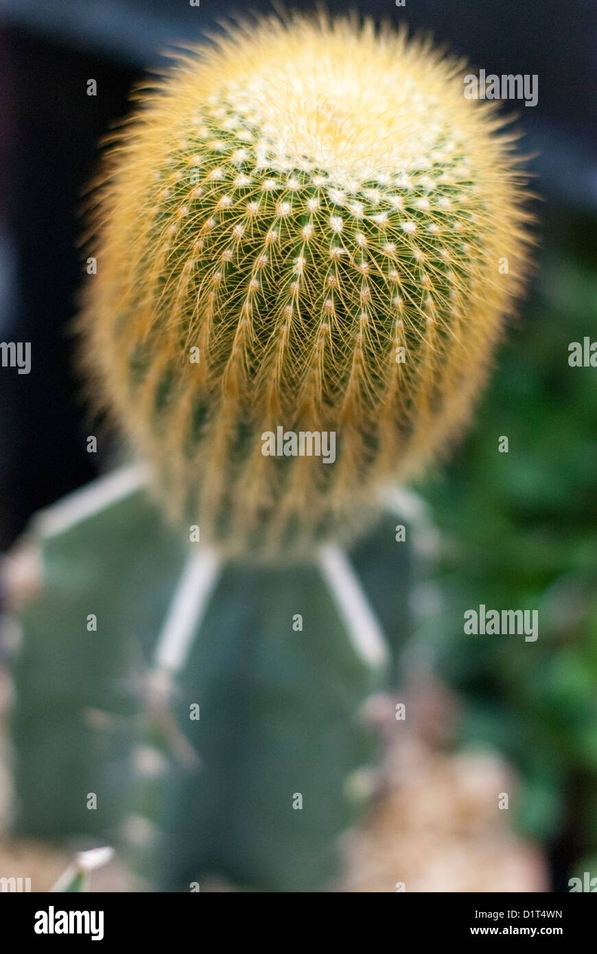 Potted cactus hi-res stock photography and images - Alamy