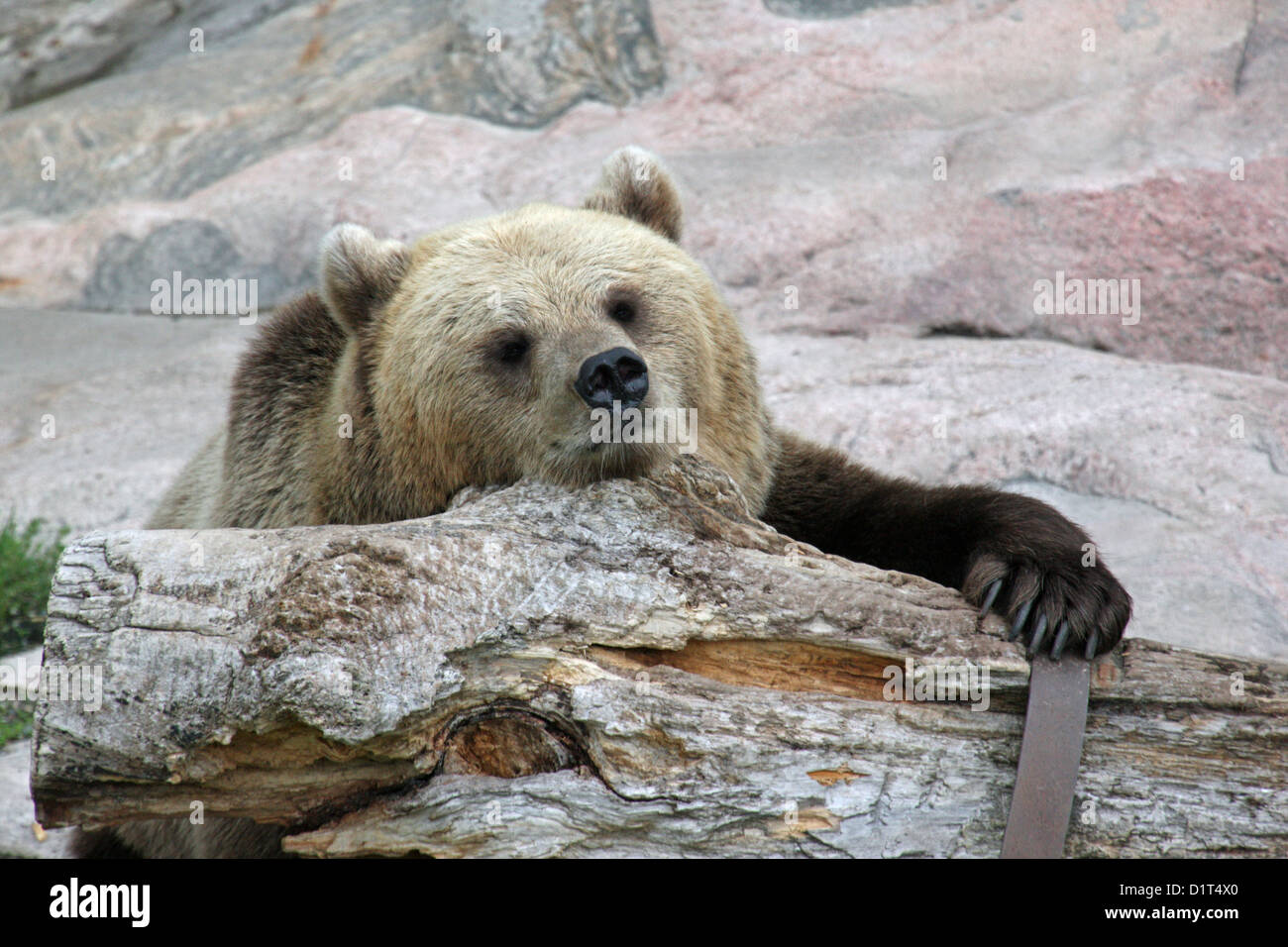A captive Brown Bear lazing across a log with one paw drooped over the ...