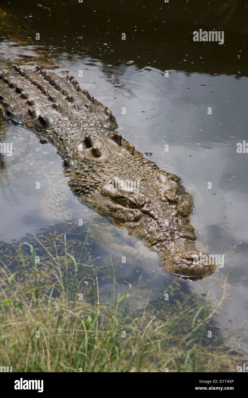 Male Saltwater Crocodile Queensland Australia Stock Photo - Alamy