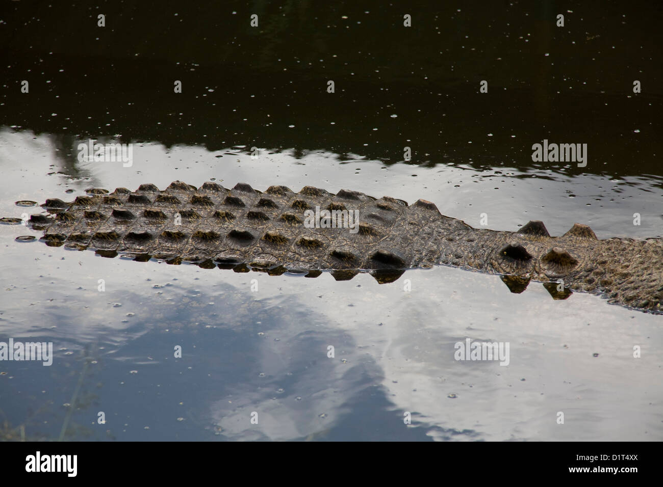 Detail of a saltwater crocodile skin showing the patterns on the back ...
