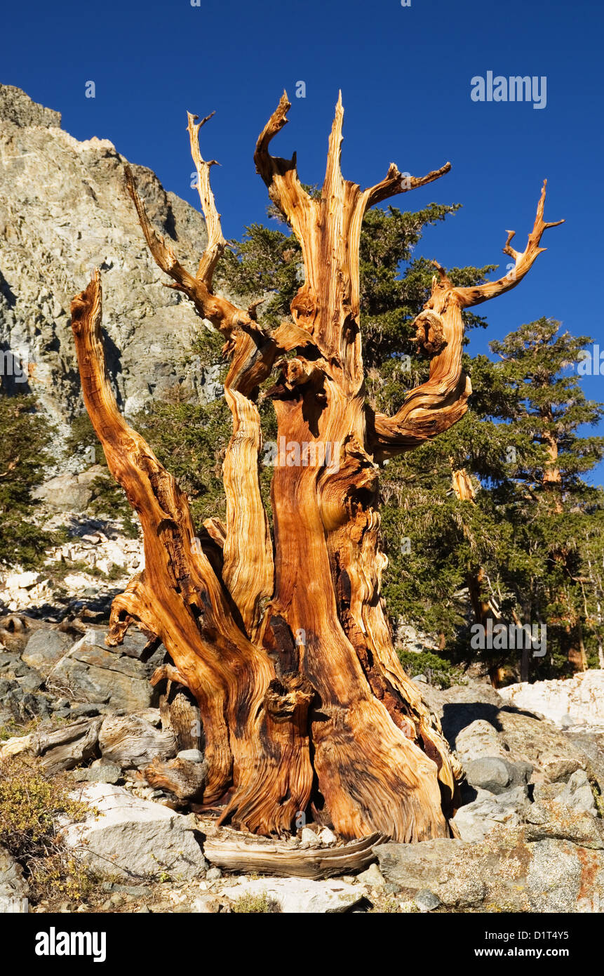 old weathered and distressed alpine pine tree with bare wood and ...