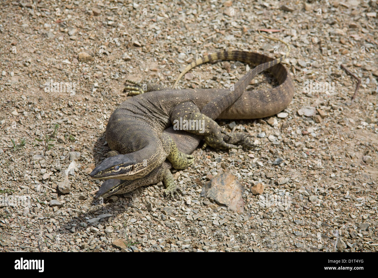 A copulating pair of Sand Monitors, sometimes called Goulds Monitor or ...