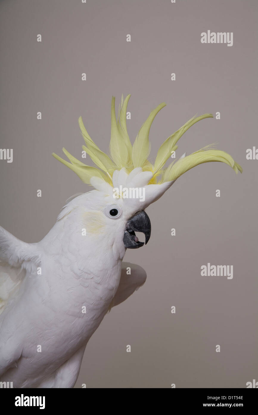 Studio shoot against plain background of a Sulphur Crested Cockatoo ...