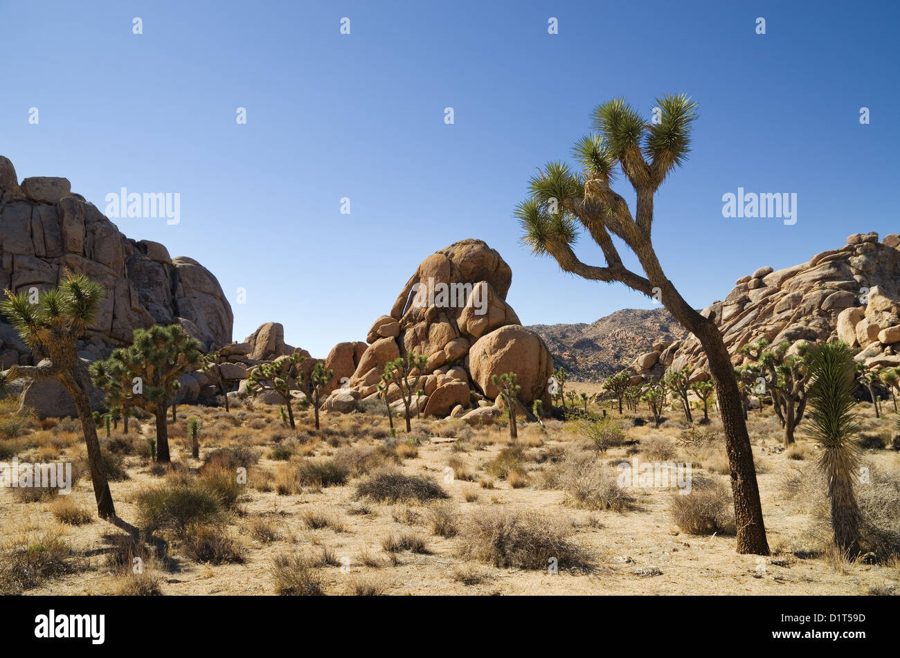 Rock tree landscape hi-res stock photography and images - Alamy