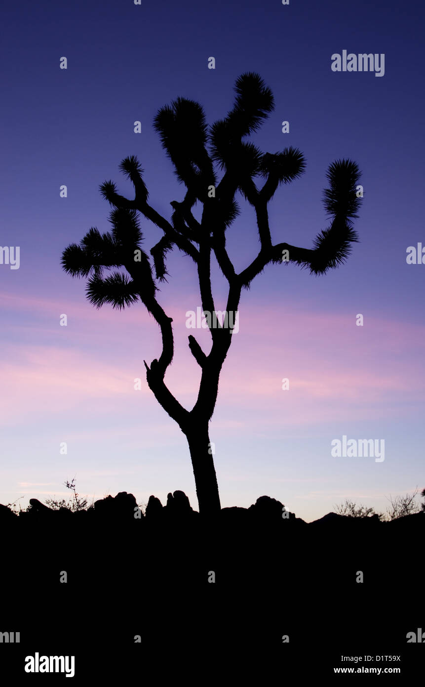 Silhouette twilight tree hi-res stock photography and images - Alamy