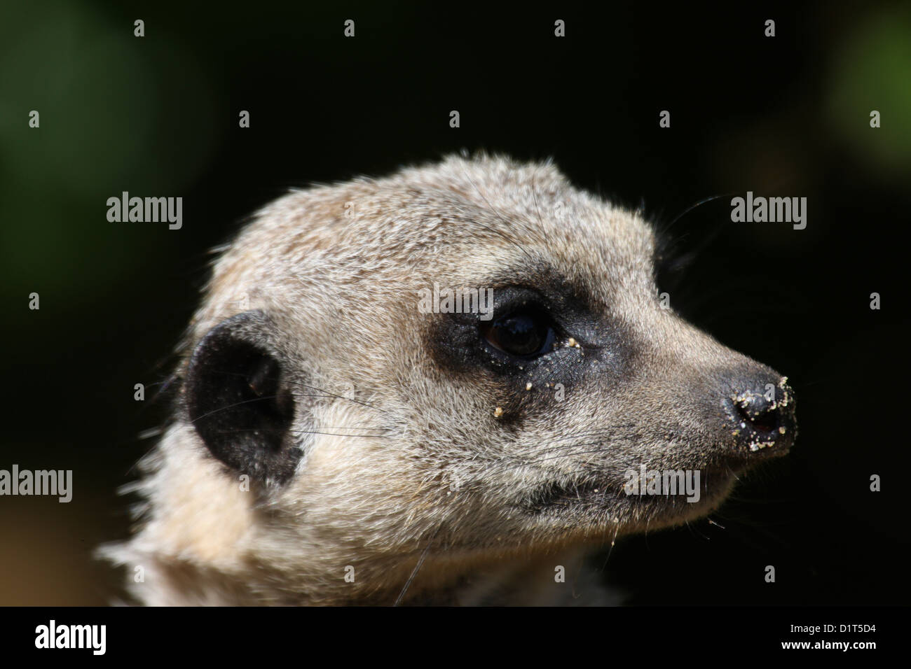 A Meerkat portrait with the Meerkat looking alertly off to one side ...