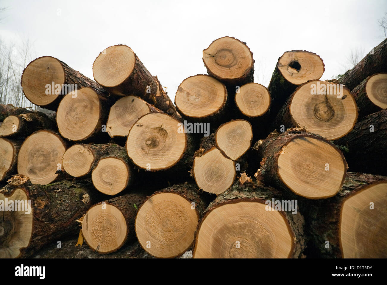 Stacked Timber in Forest, New Hampshire, US Stock Photo - Alamy