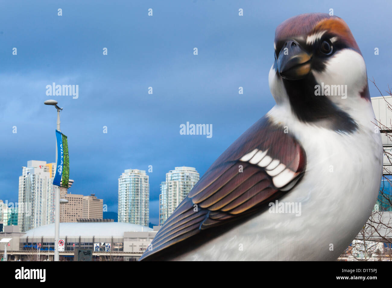 Western canadian birds hi-res stock photography and images - Alamy