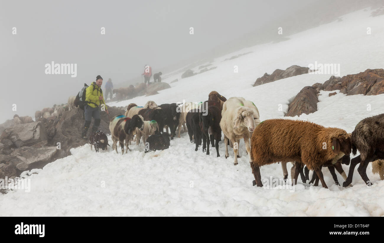 Transhumance, the great sheep trek across the Otztal Alps between South ...