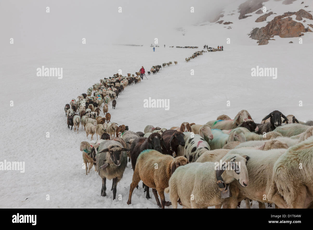 Tyrolean sheep hi-res stock photography and images - Alamy
