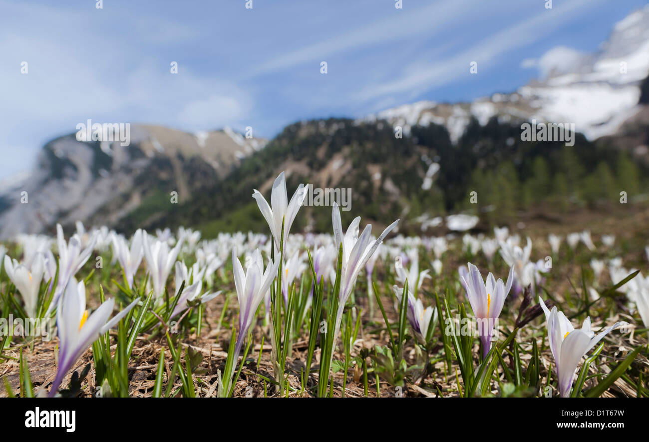 Spring Crocus (Crocus vernus) in the Austrian alps in the Eng valley ...