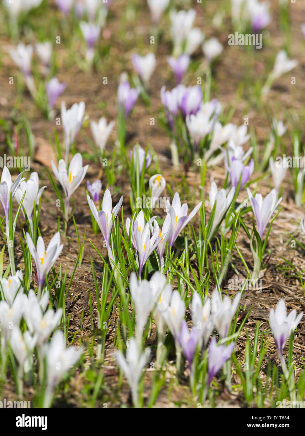 Spring Crocus (Crocus vernus) in the Austrian alps in the Eng valley ...