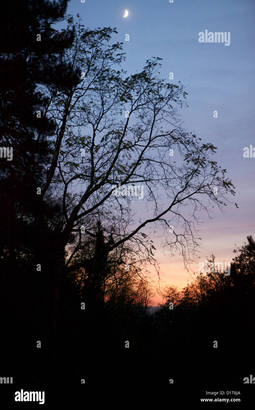 Crescent leaves hi-res stock photography and images - Alamy