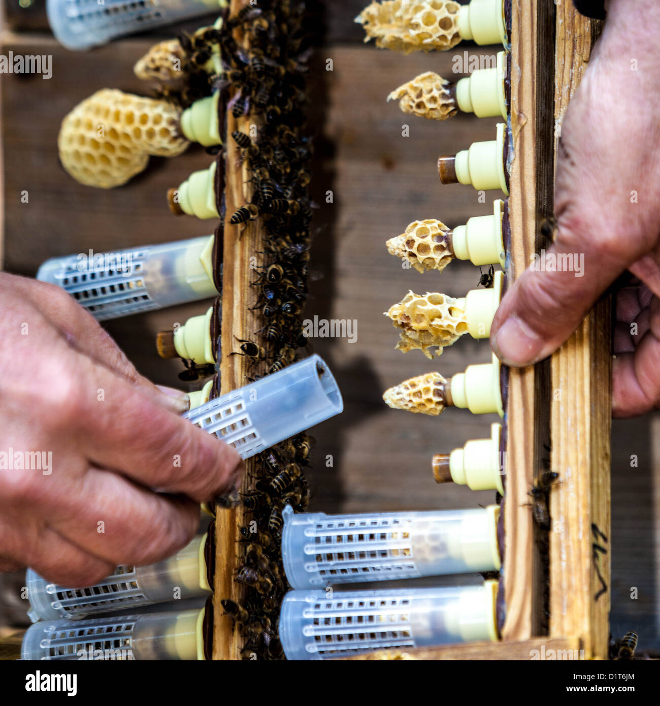 Gerhard Liebig breeding Bee Queens in a hive Stock Photo - Alamy