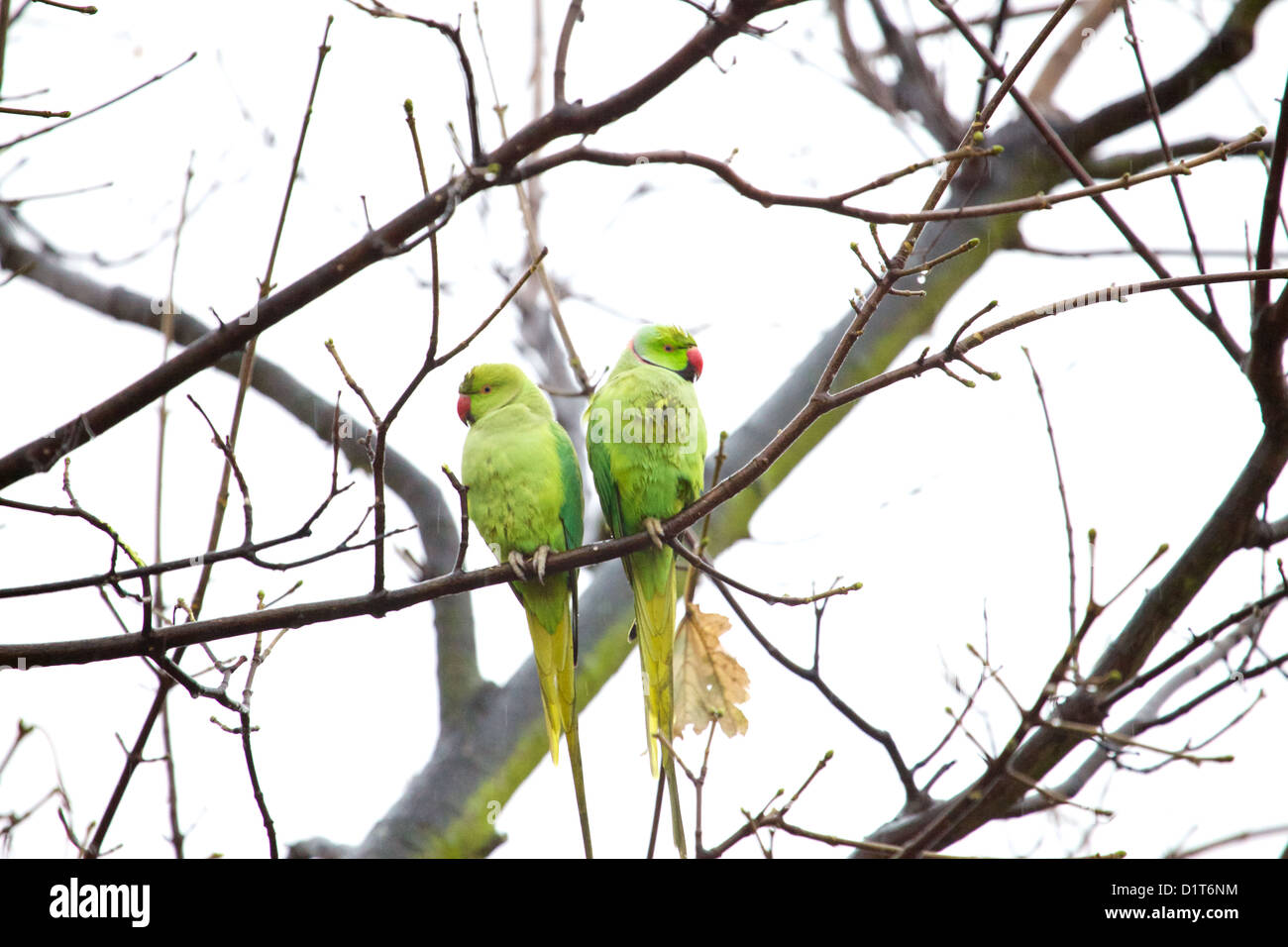Green parakeets flying hi-res stock photography and images - Alamy