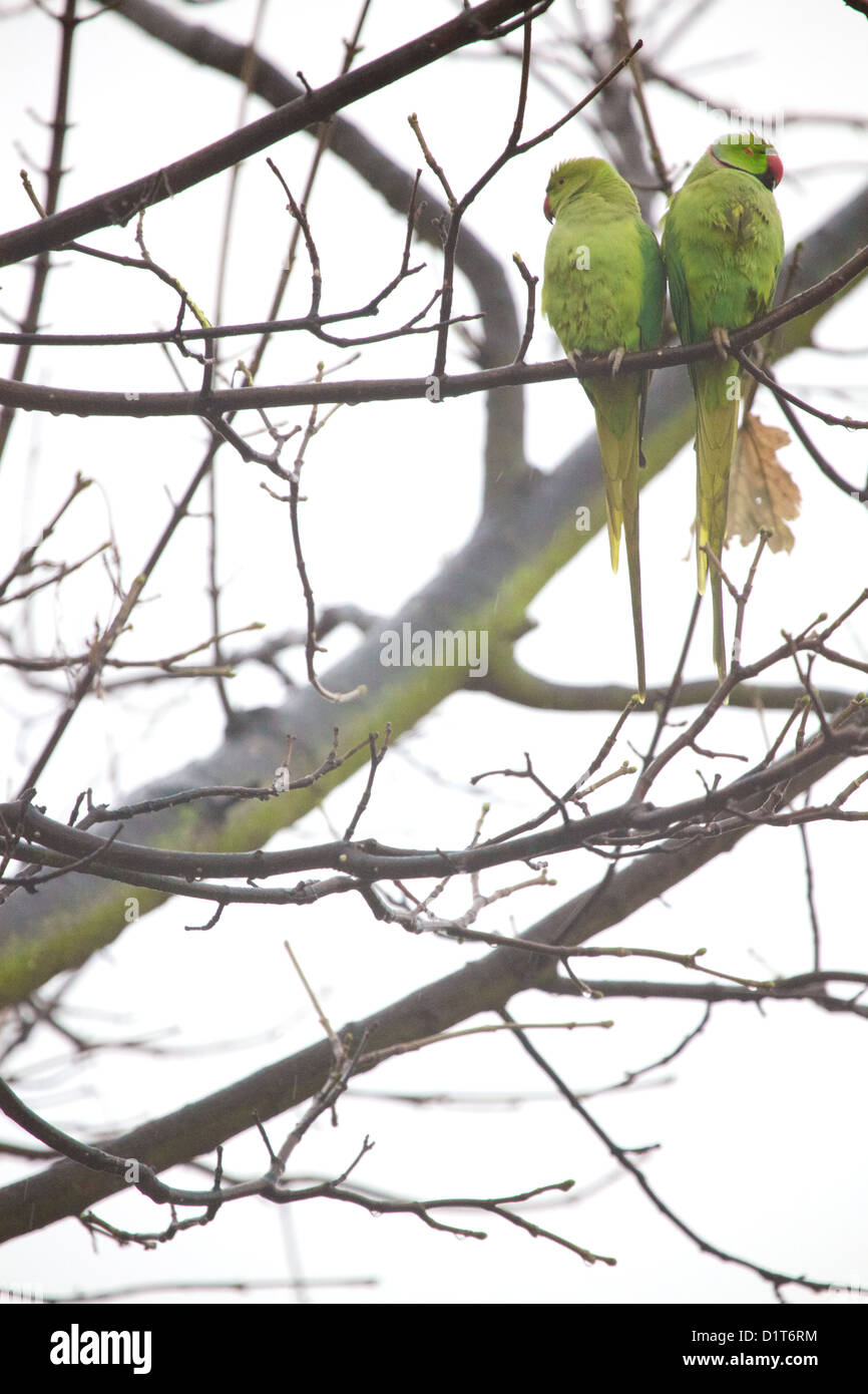 Pair of rose-ringed parakeets in the rain in a tree Stock Photo - Alamy