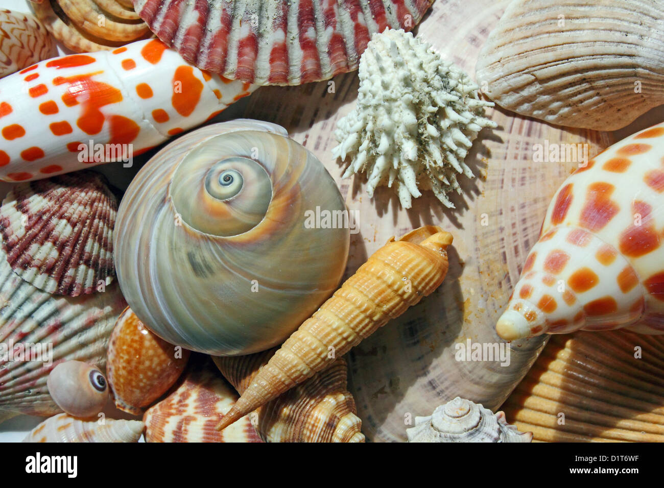 Various species of snails hi-res stock photography and images - Alamy