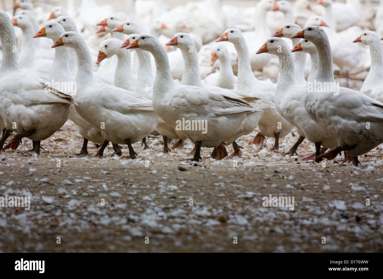Gaensefarm hi-res stock photography and images - Alamy