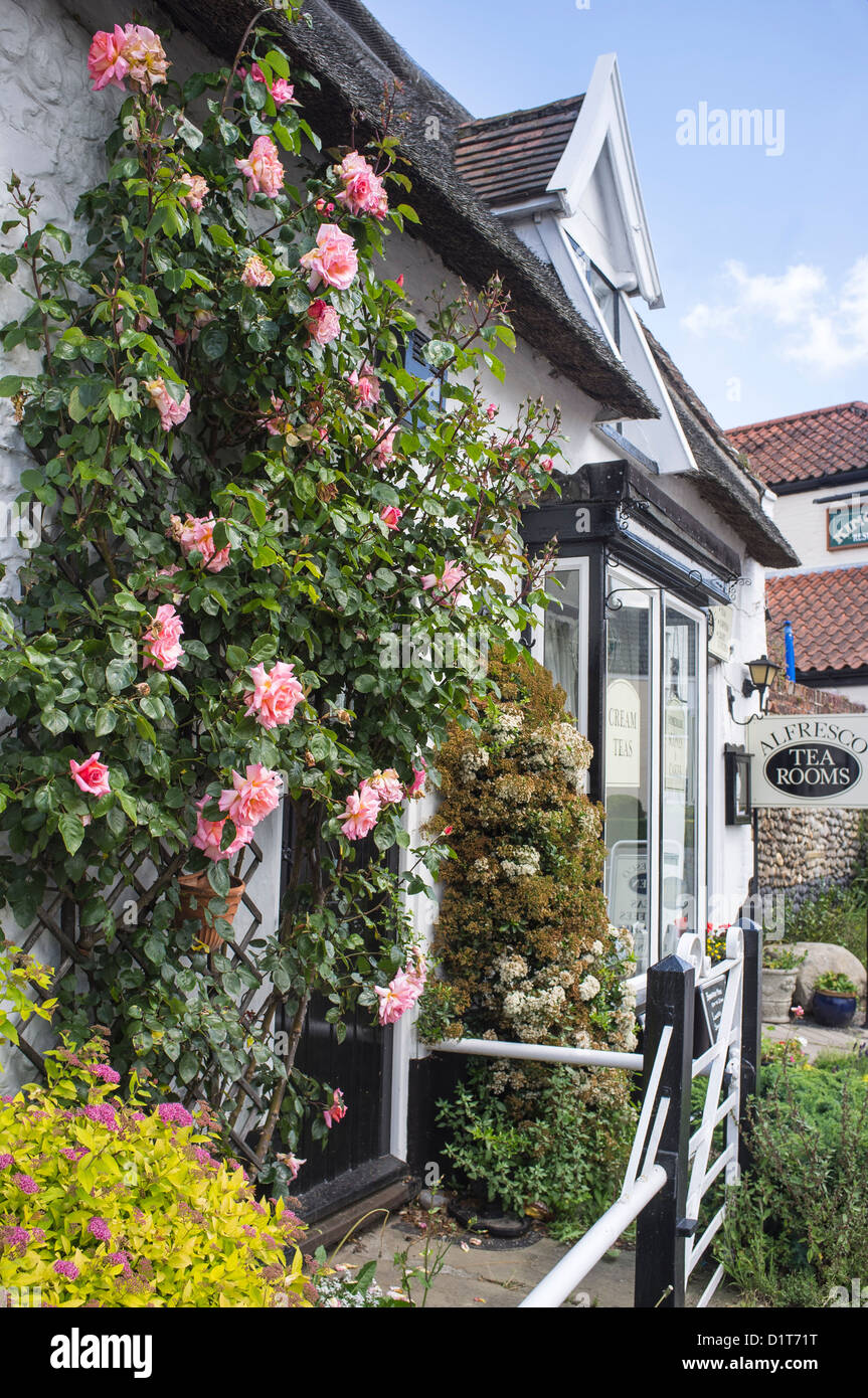 Climbing Roses Outside Tea Rooms in Ludham Village Norfolk UK Stock ...