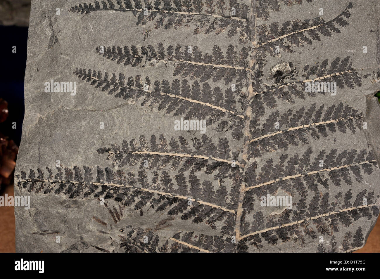 Fossil Fern High Resolution Stock Photography and Images - Alamy