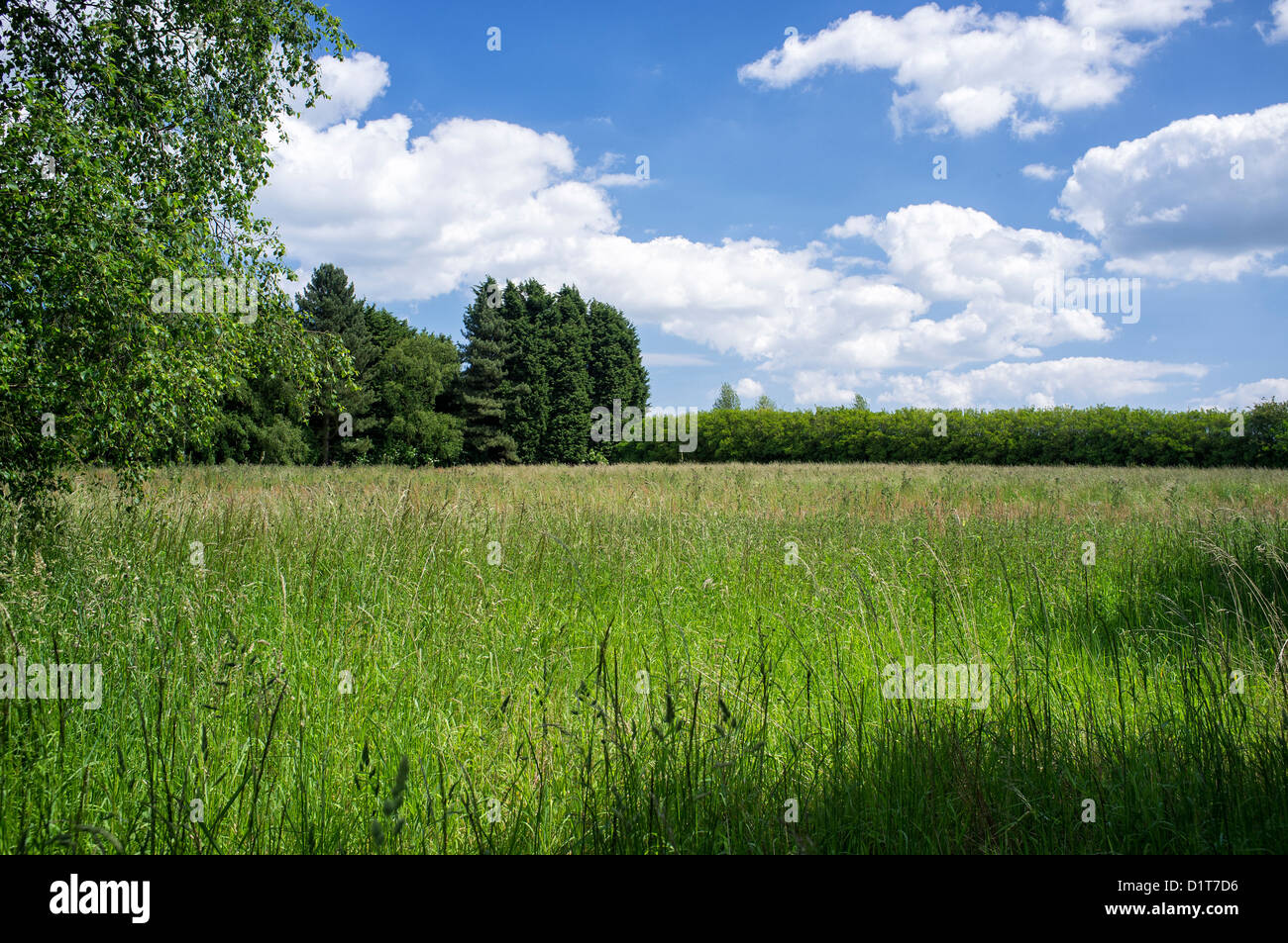 Hay Meadow in Traditional Norfolk Farm Stock Photo - Alamy