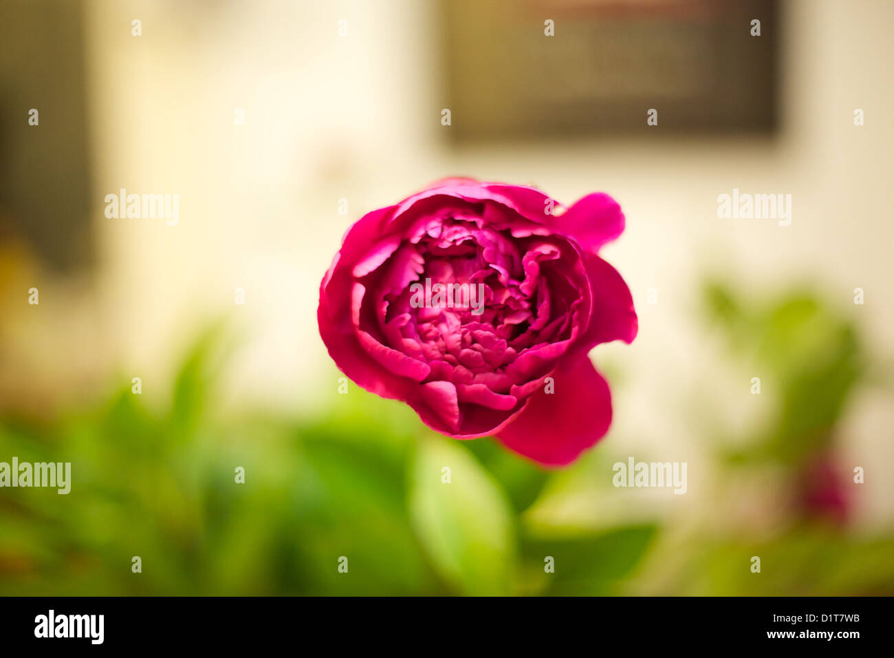 Single, pink peony Stock Photo - Alamy