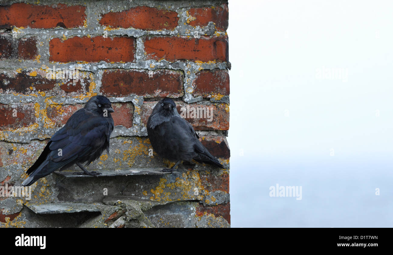A jackdaw jackdaws crow crows hi-res stock photography and images - Alamy