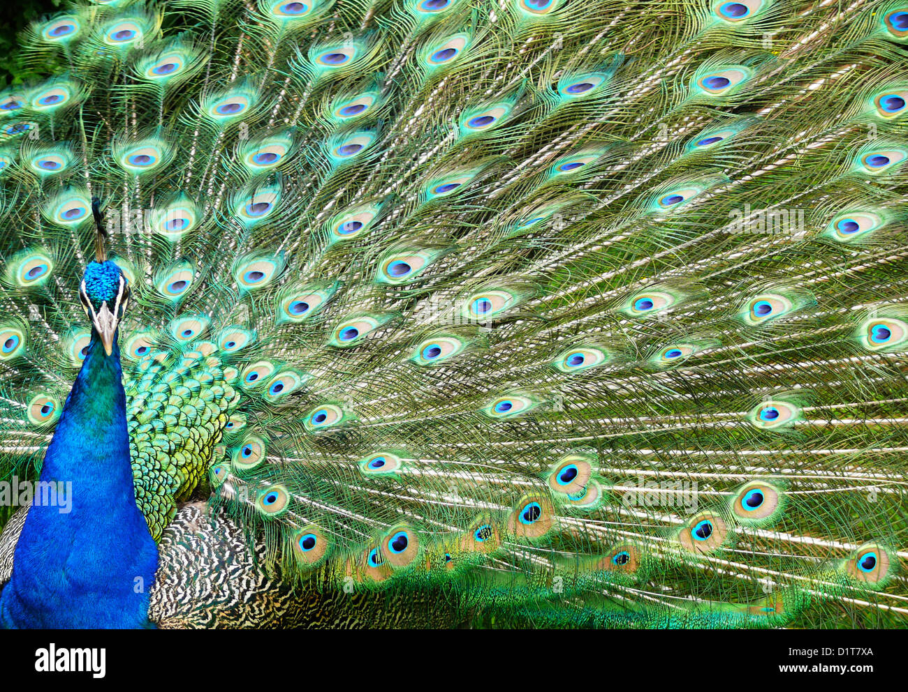 Peacock feather display Stock Photo - Alamy