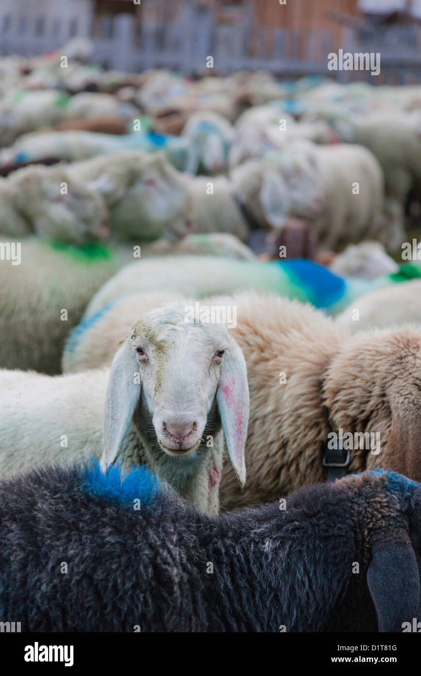 Transhumance, the great sheep trek across the Otztal Alps between South ...