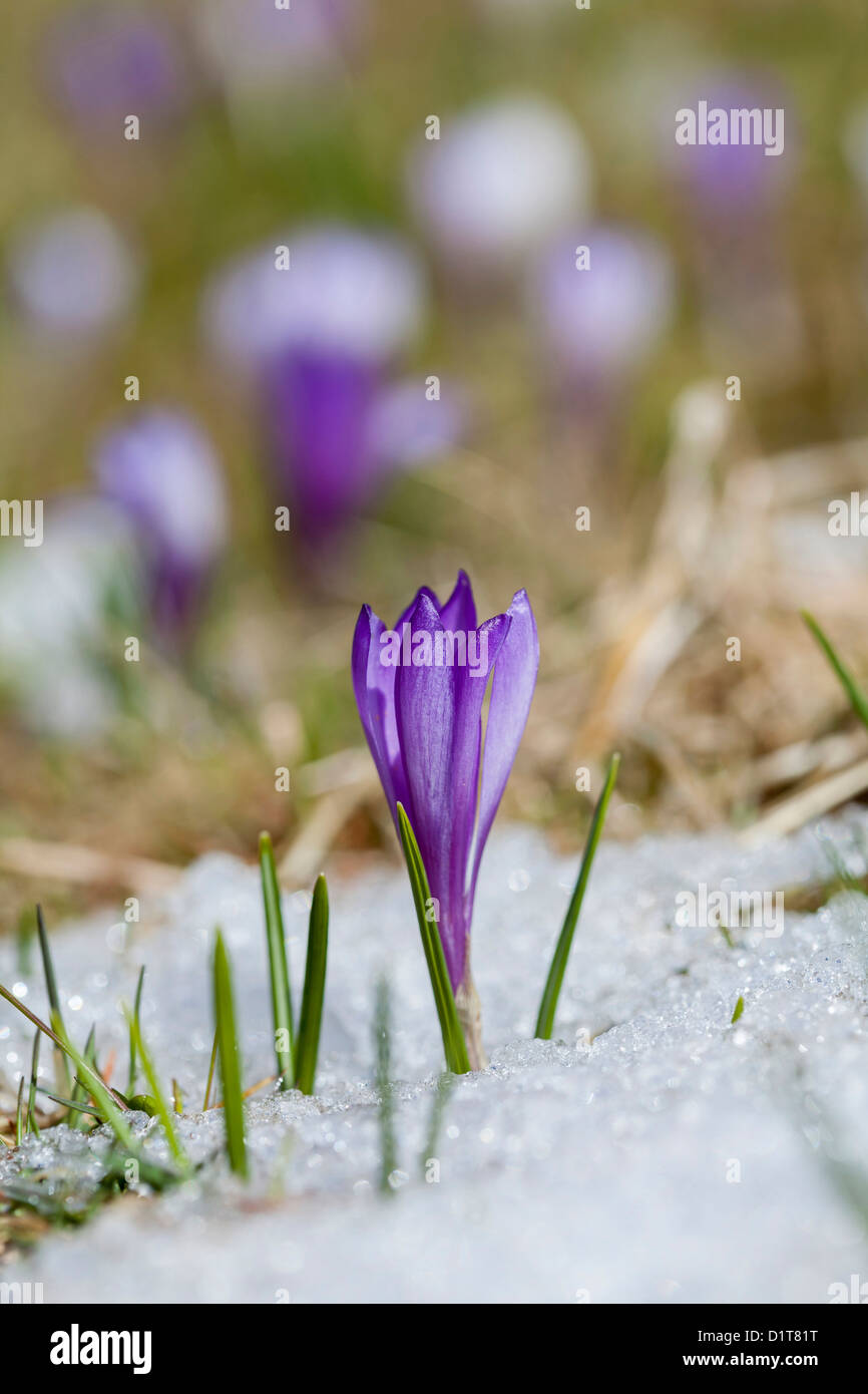 Spring Crocus in the south Tyrolean alps are the harbingers of spring ...