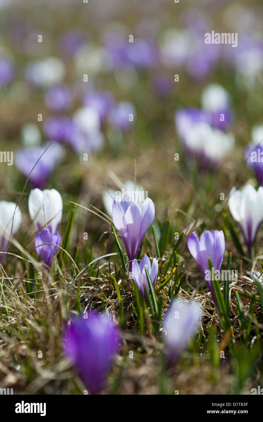 Harbinger of spring hi-res stock photography and images - Alamy