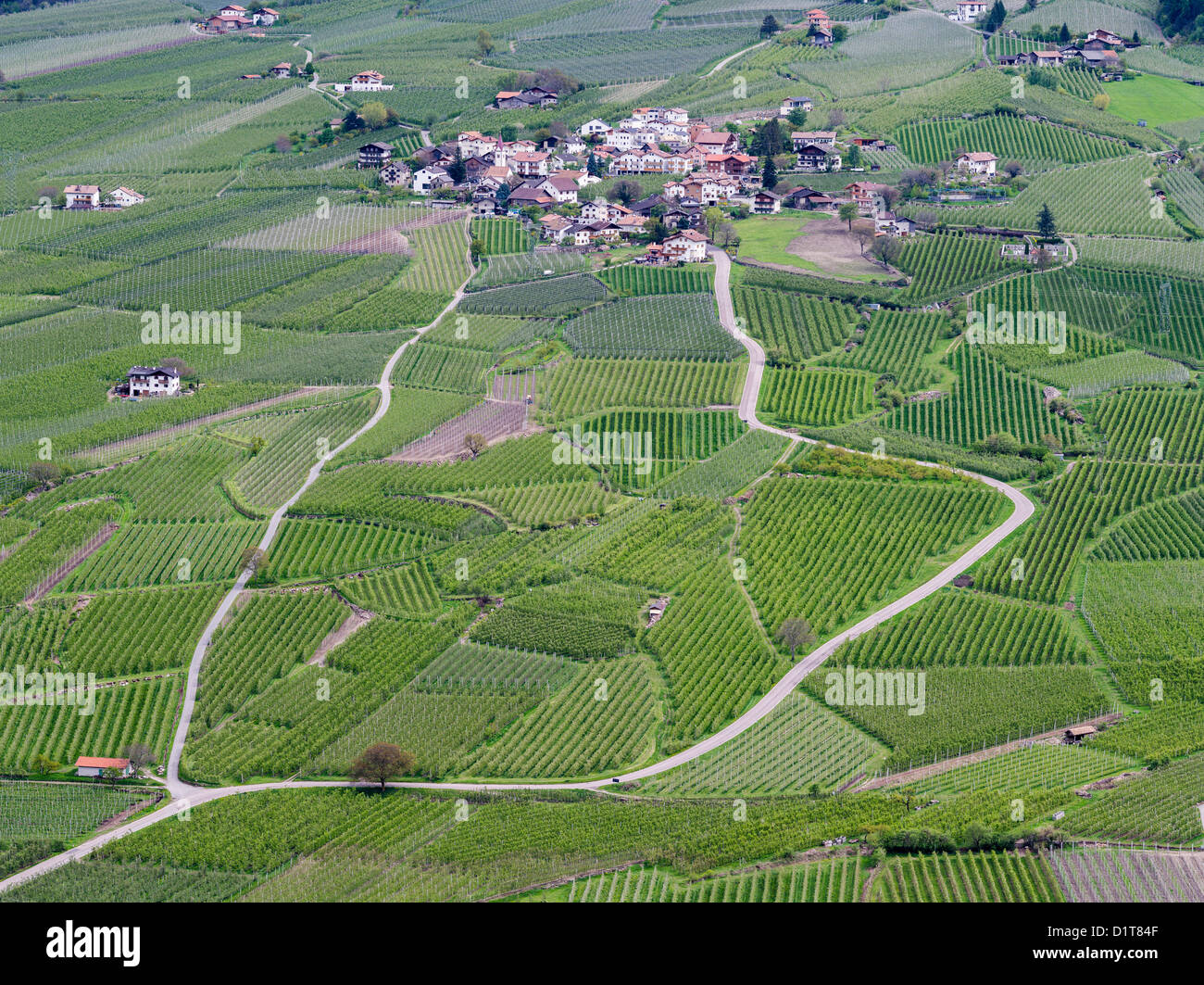 Apple (malus) growing in the valley Vinschgau (val Venosta) in South ...
