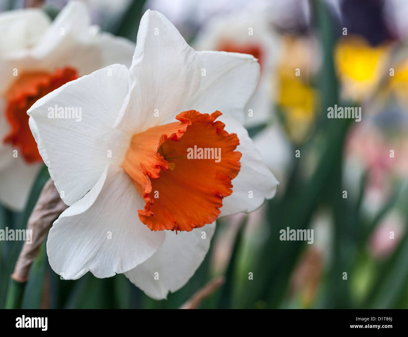 Close-up image of a daffodil in a field of flowers in spring Stock ...