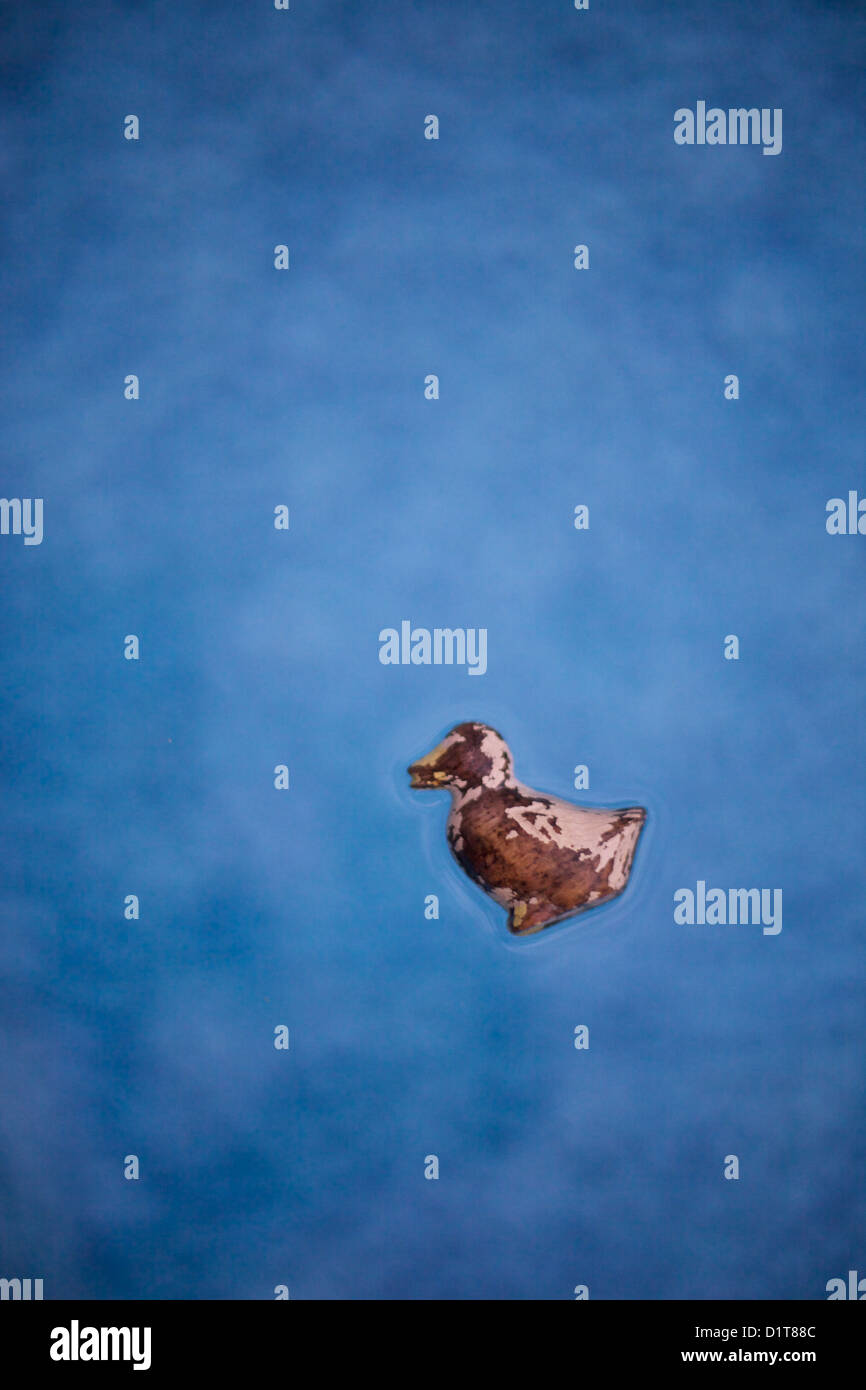 small wooden duck floating in a swimming pool with blue background ...