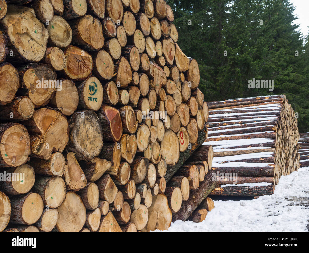 Logs harvested from sustainable forestry in the Dolomites near the ...