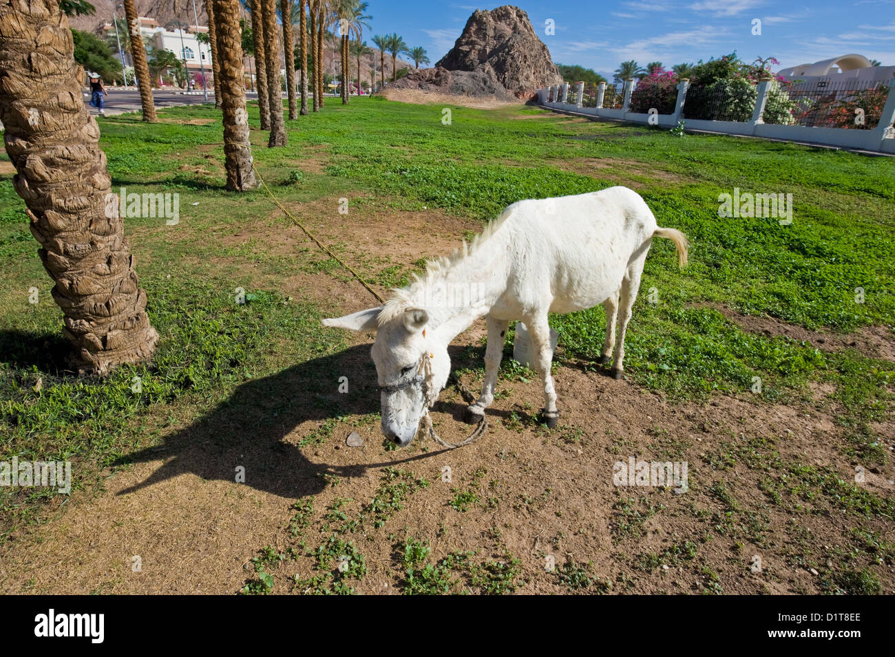 Taba on Aqaba Bay of the Red Sea Stock Photo - Alamy