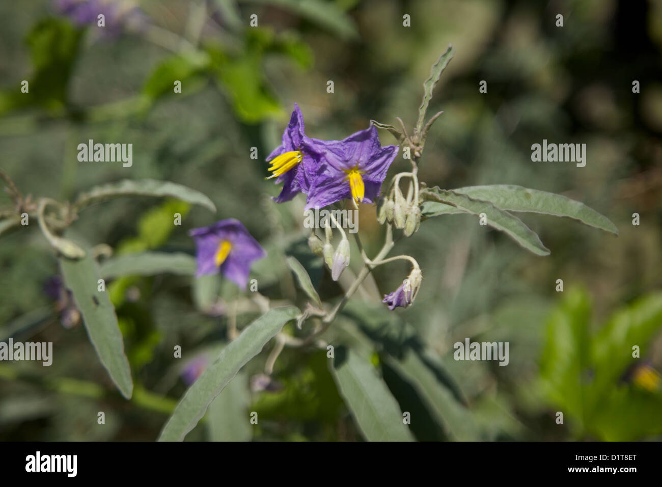 Dying pansy hi-res stock photography and images - Alamy