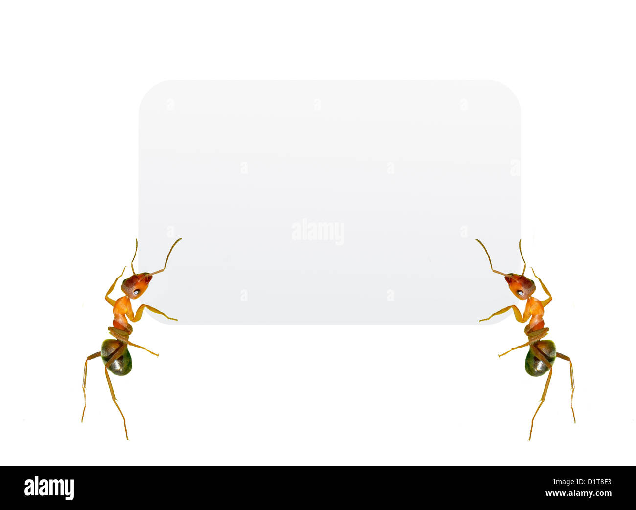 Two red ants hold card Stock Photo - Alamy