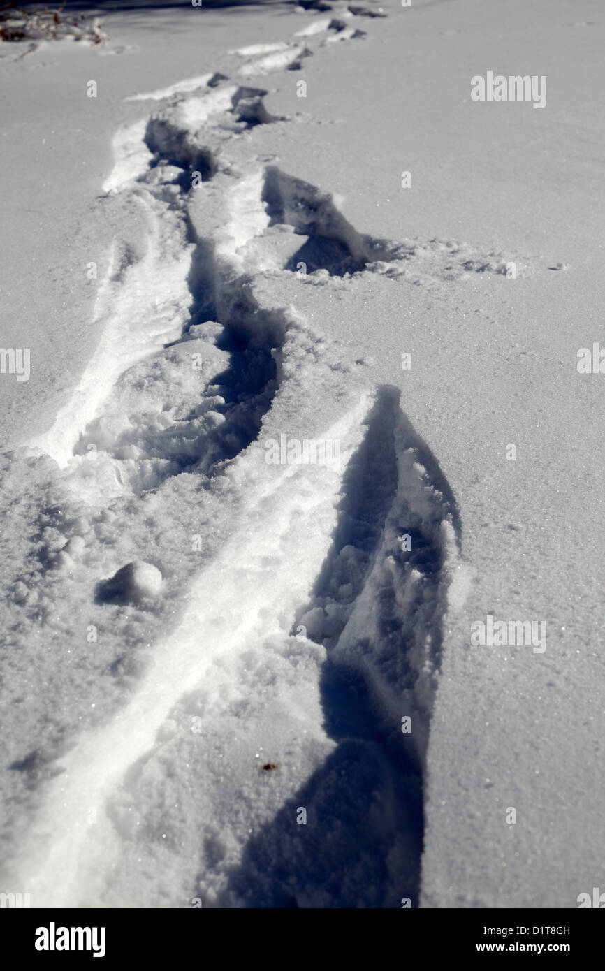 Snowshoe tracks hi-res stock photography and images - Alamy