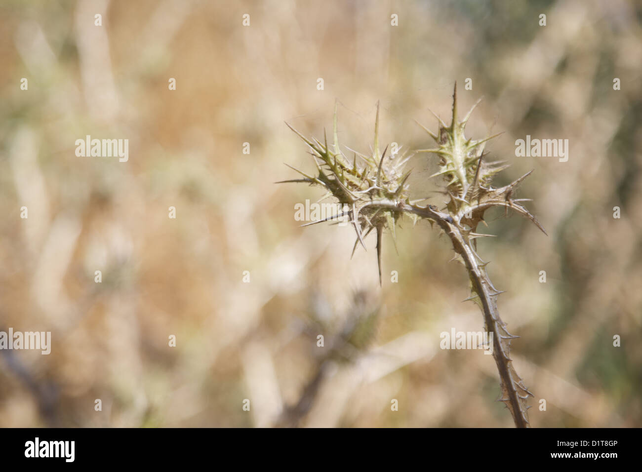 Spiky thistle bush in Israel Stock Photo - Alamy