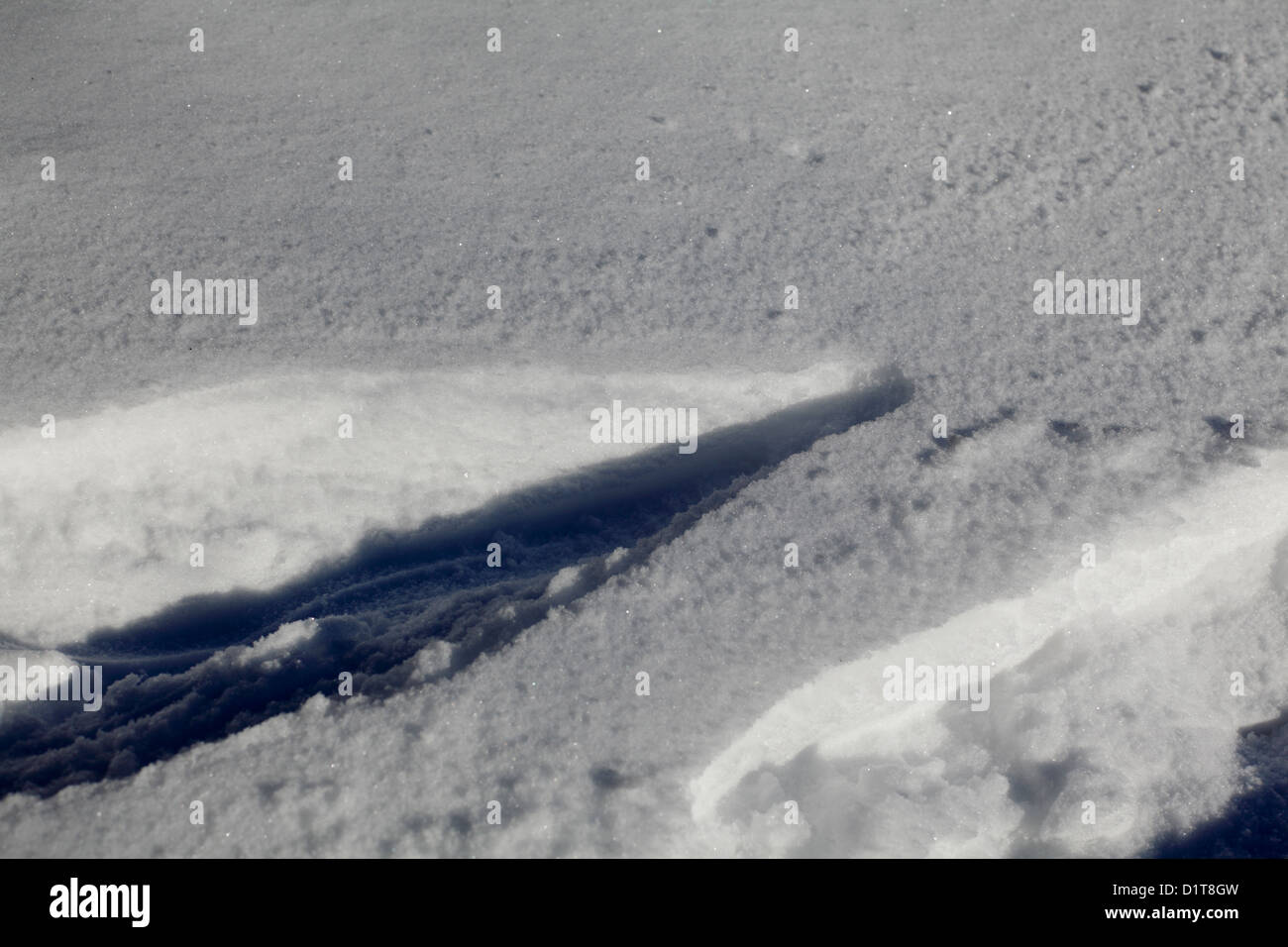 Snowshoe tracks hi-res stock photography and images - Alamy