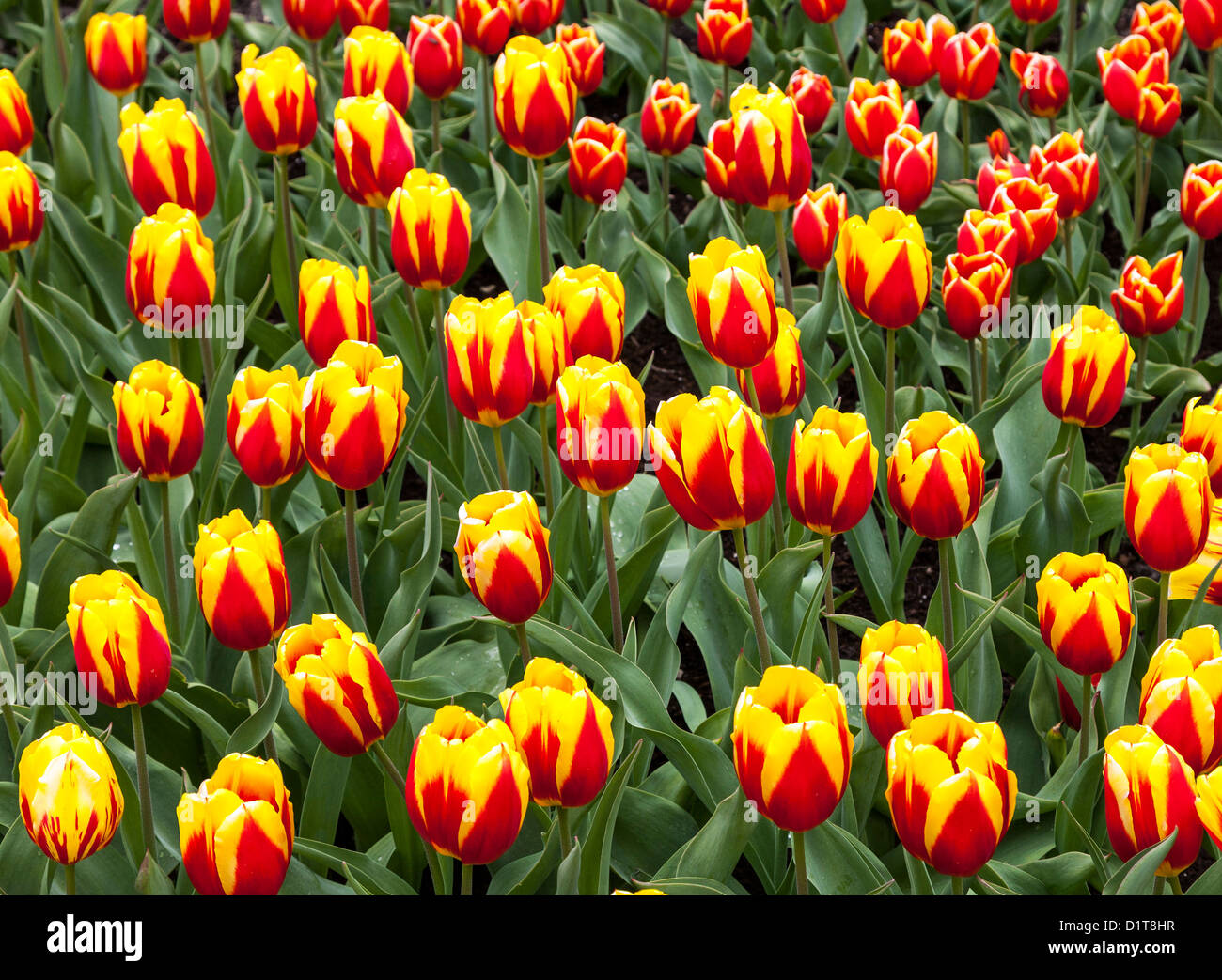 Colorful field of "Cape Cod" tulips in a Dutch garden in spring Stock ...