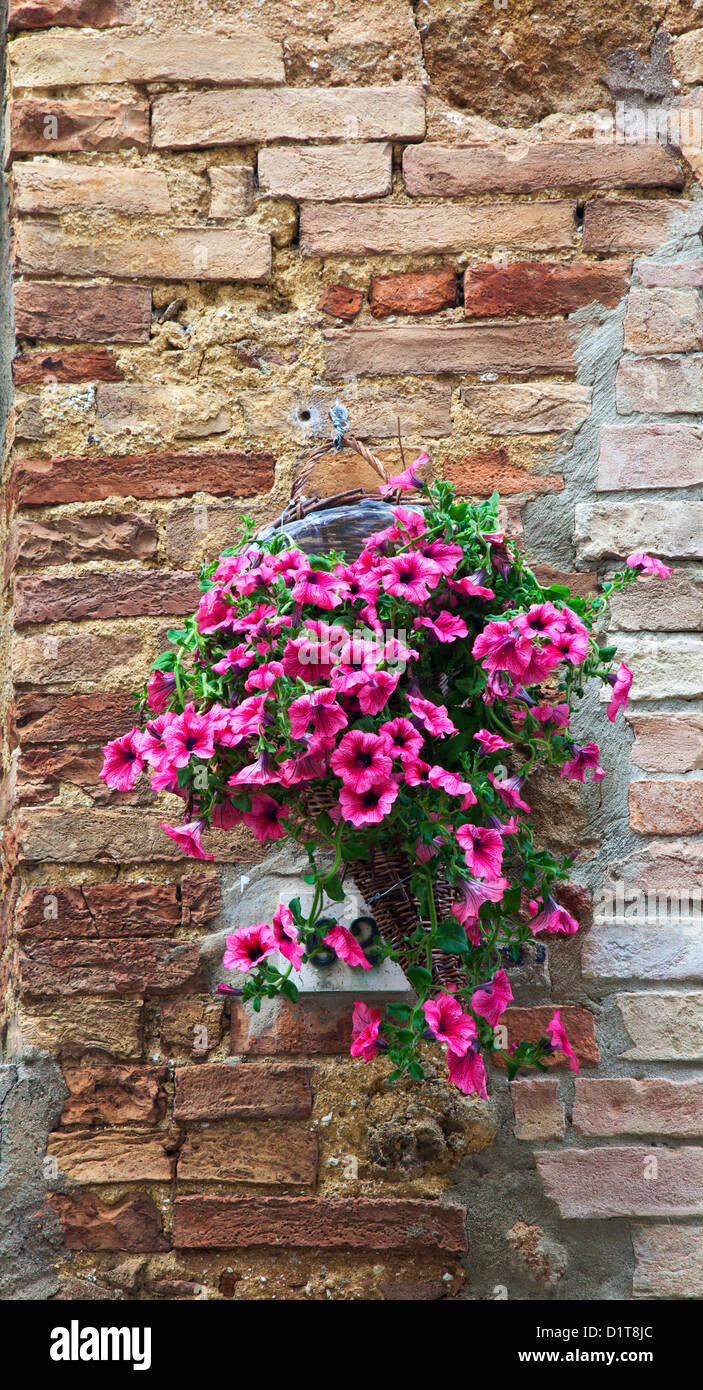 Europe, Italy, Tuscany. Pienza. Flowers hanging on Wall Stock Photo - Alamy