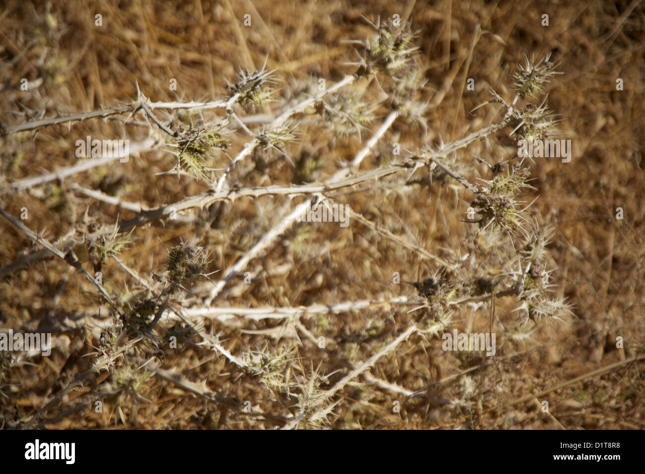Spiky thistle bush in Israel Stock Photo - Alamy