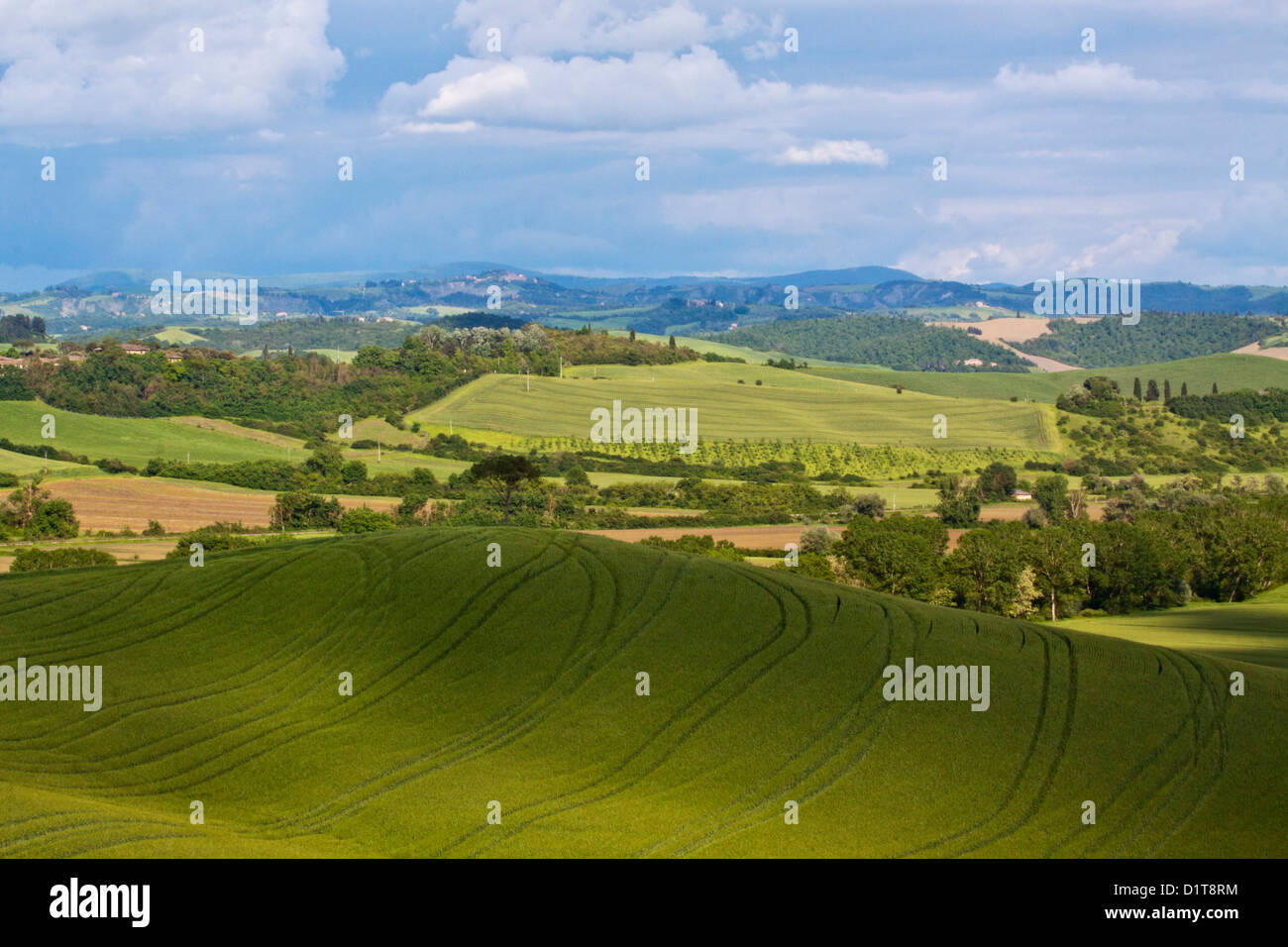 Spring wheat fields hillside hi-res stock photography and images - Alamy