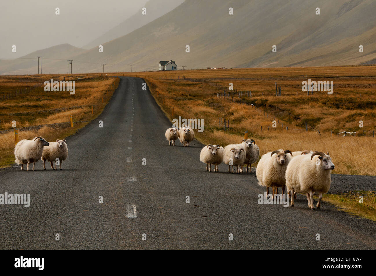Sheep crossing road hi-res stock photography and images - Alamy