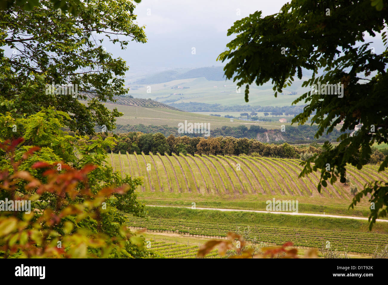 Europe, Italy, Tuscany. Vineyard and Olive Grove on Rolling Hillside ...