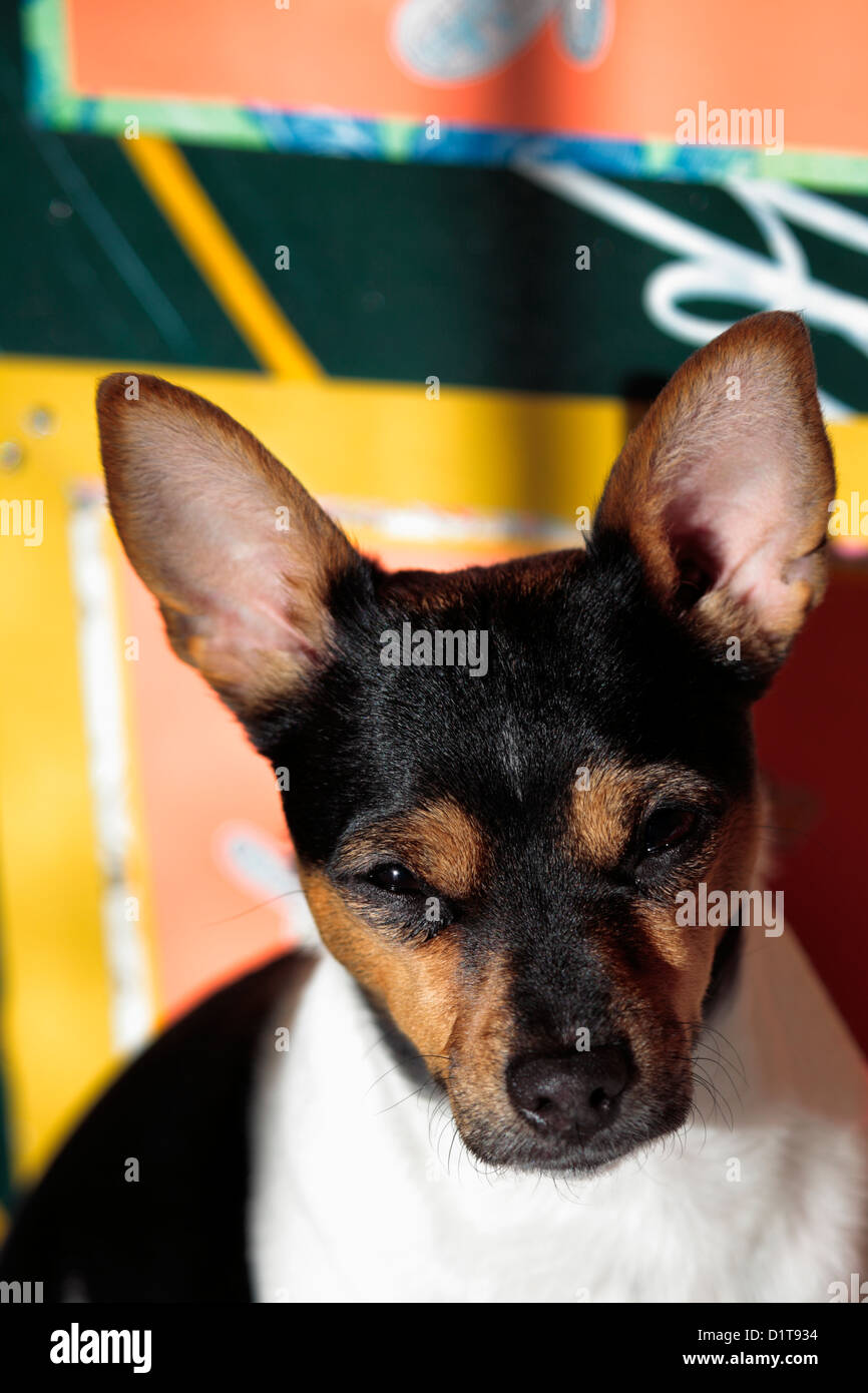 Dog in sunlight Stock Photo - Alamy