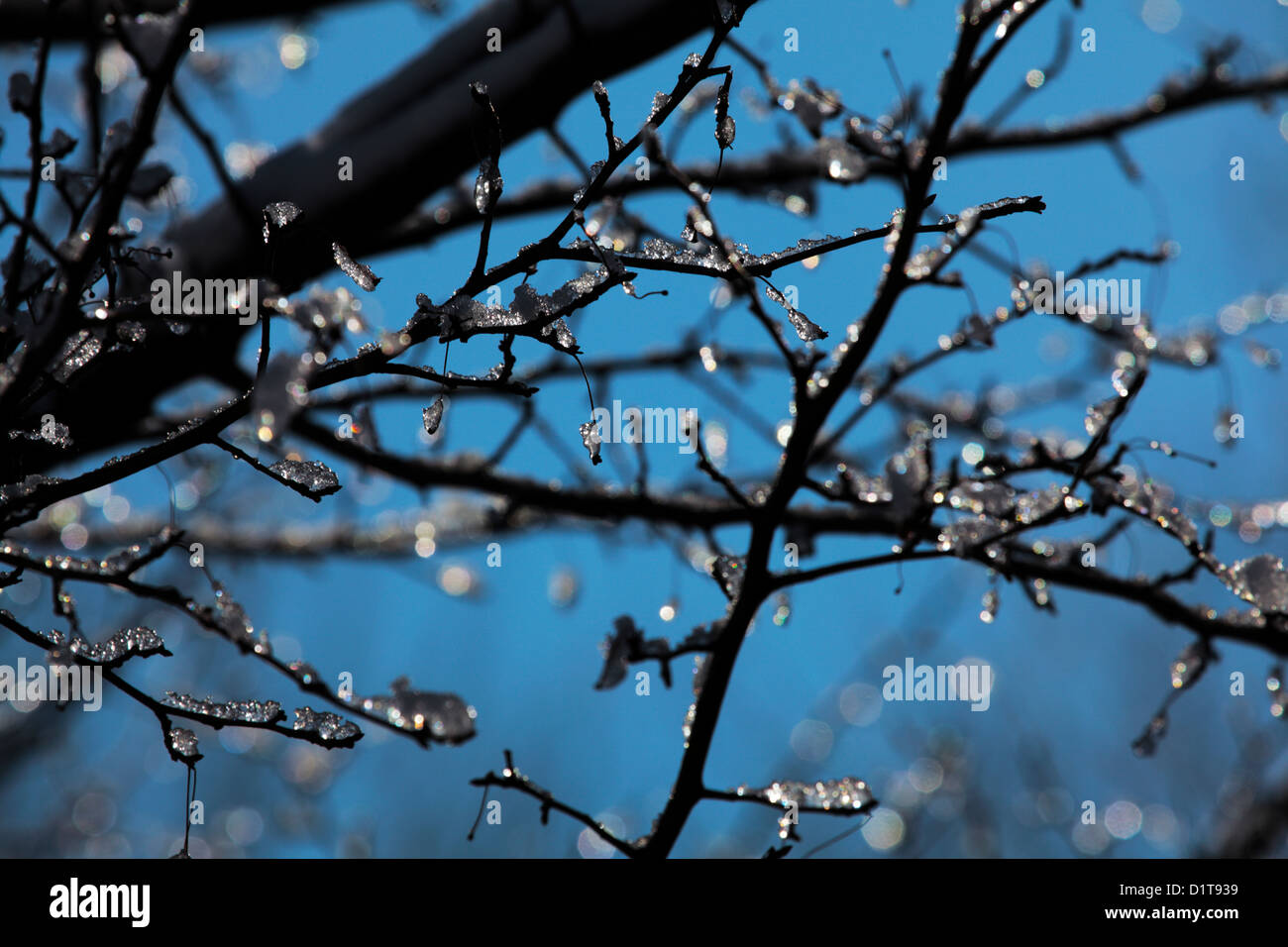 Ice droplets on branches Stock Photo - Alamy