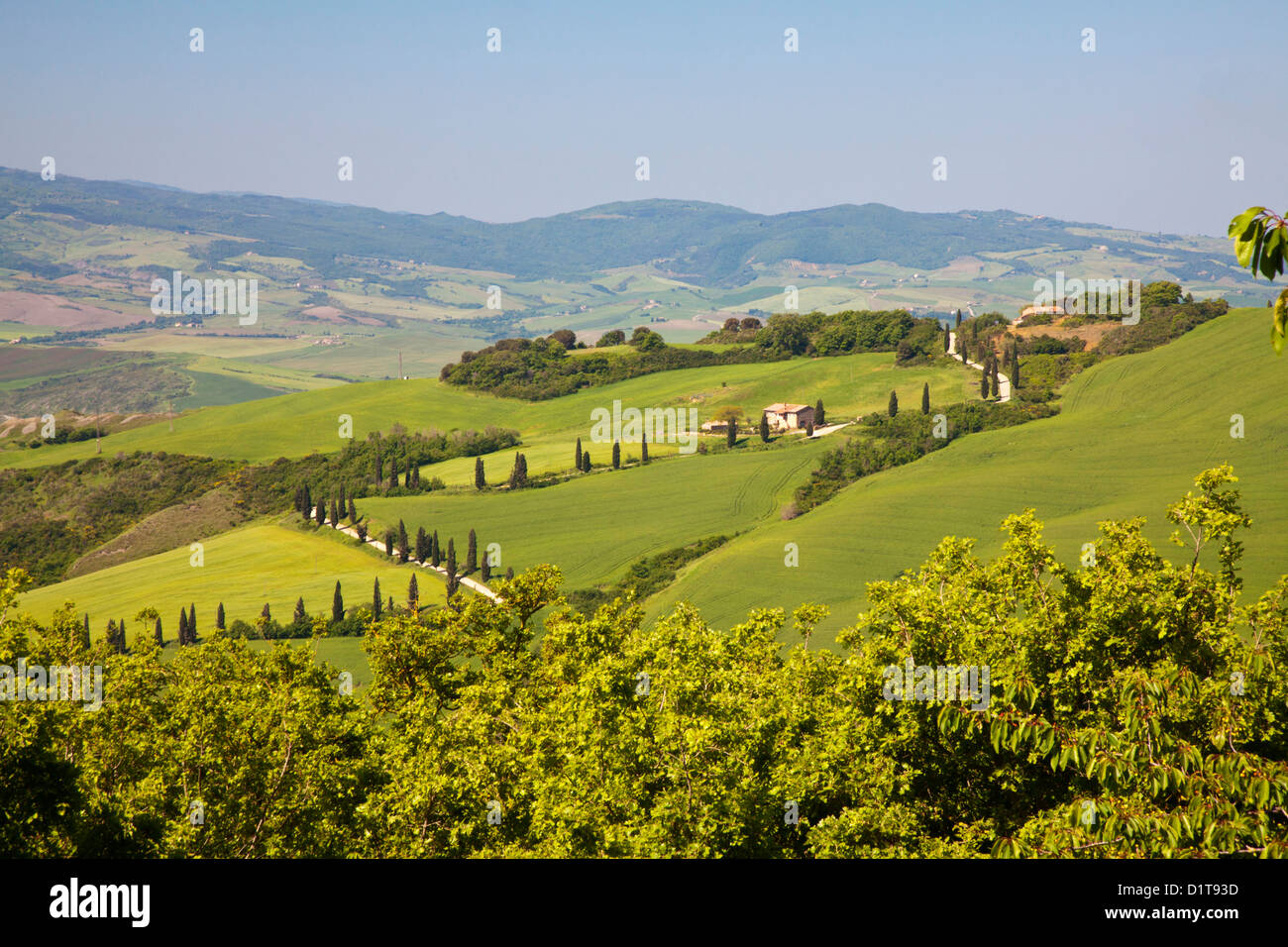 Europe, Italy, Tuscany. Famous road winding through the Tuscan hillside ...